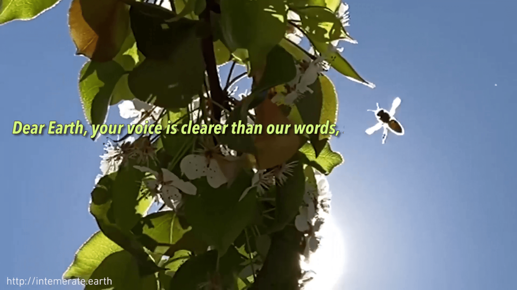 Love Letter for our Afflicted Earth